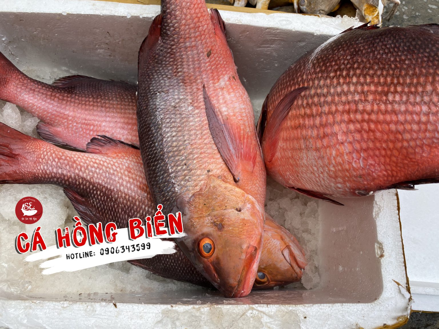 Cá Hồng Biển - HẢI SẢN MỖI NGÀY